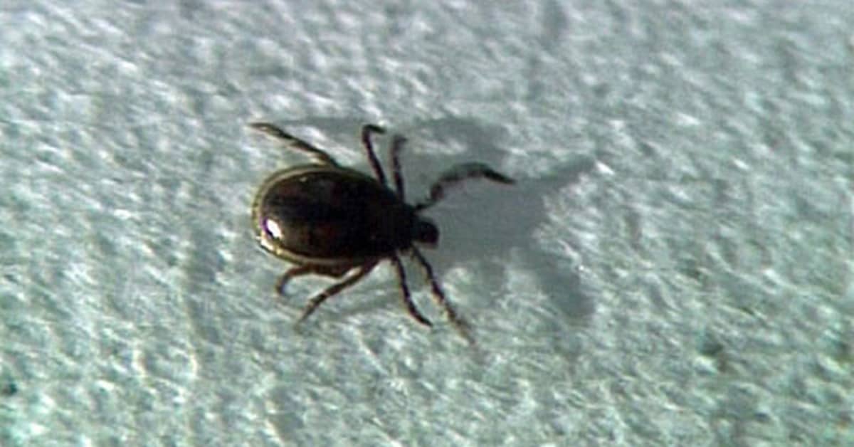 Punkki vaanii pitkässä ruohikossa | Yle