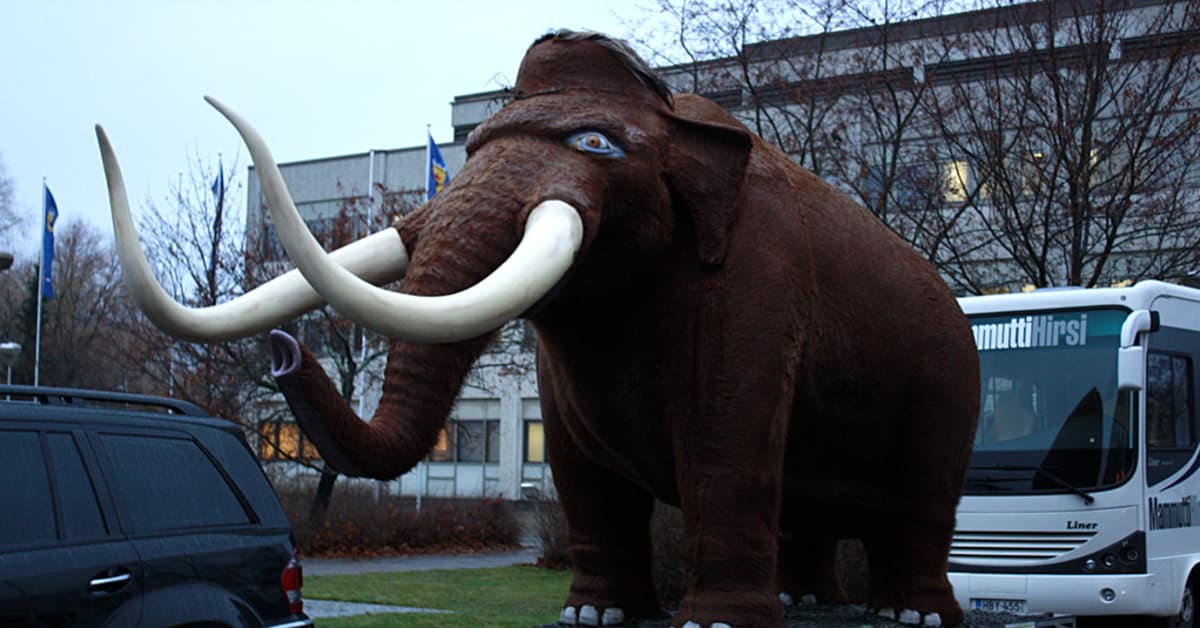 Veeti-mammutti yöpyi torilla kaikessa rauhassa | Yle