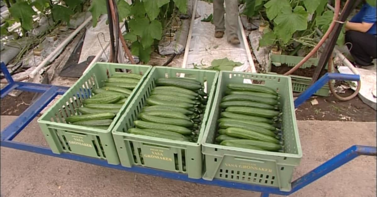 EU Allows the Comeback of the Crooked Cucumber | Yle
