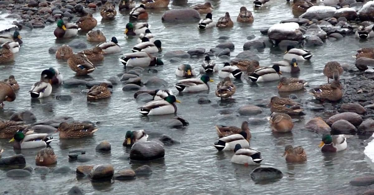 Pullasorsa kaipaa ruokaa talvellakin | Yle