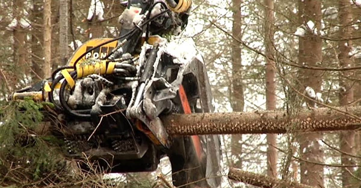Savcor Forestille miljoonatilaus Metsähallitukselta | Yle