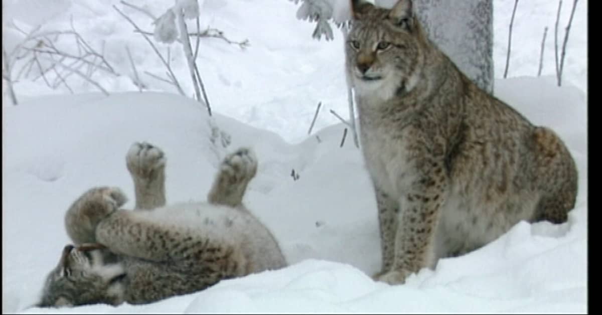 Lynx food habits revealed: birds in the summer and deer in the winter | Yle