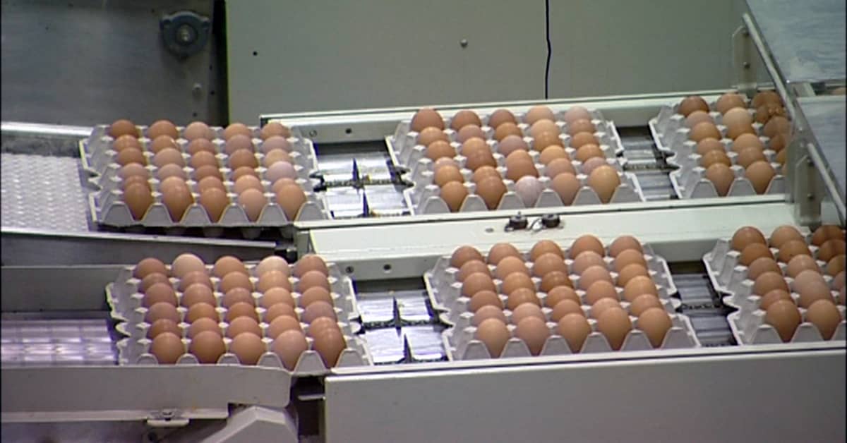 Muna kelpaa edelleen | Yle