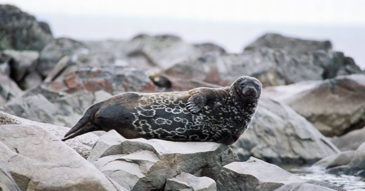 Saimaannorppa laulaa - kuuntele laulunäyte | Yle
