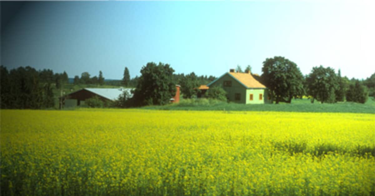 Study: Farm germs prevent allergies | Yle
