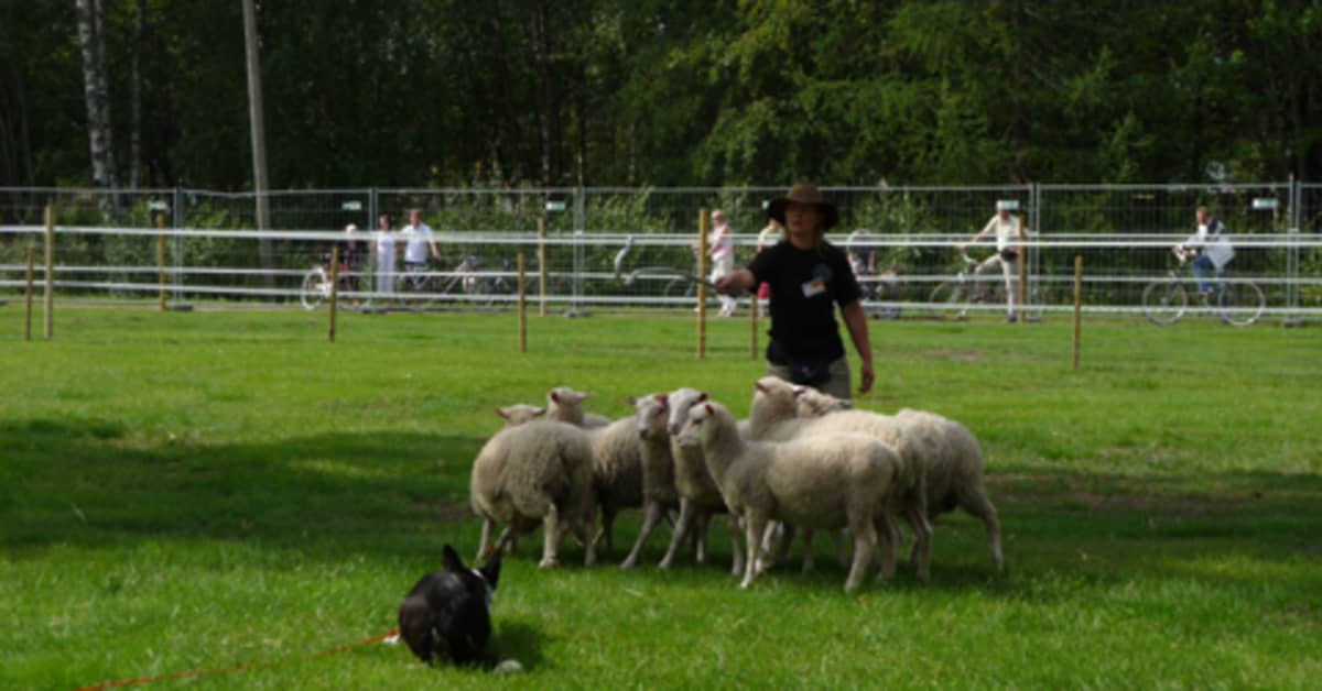 Paimenkoira tekee työnsä tosissaan | Yle