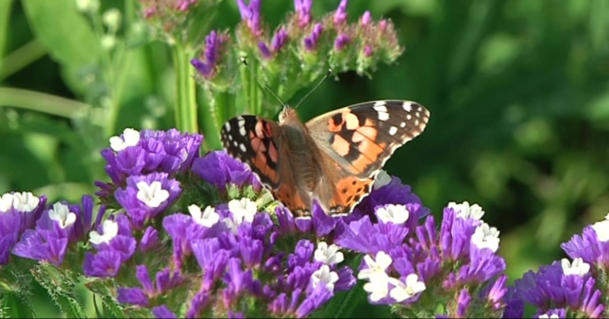 Kesä hellinyt perhosia | Yle