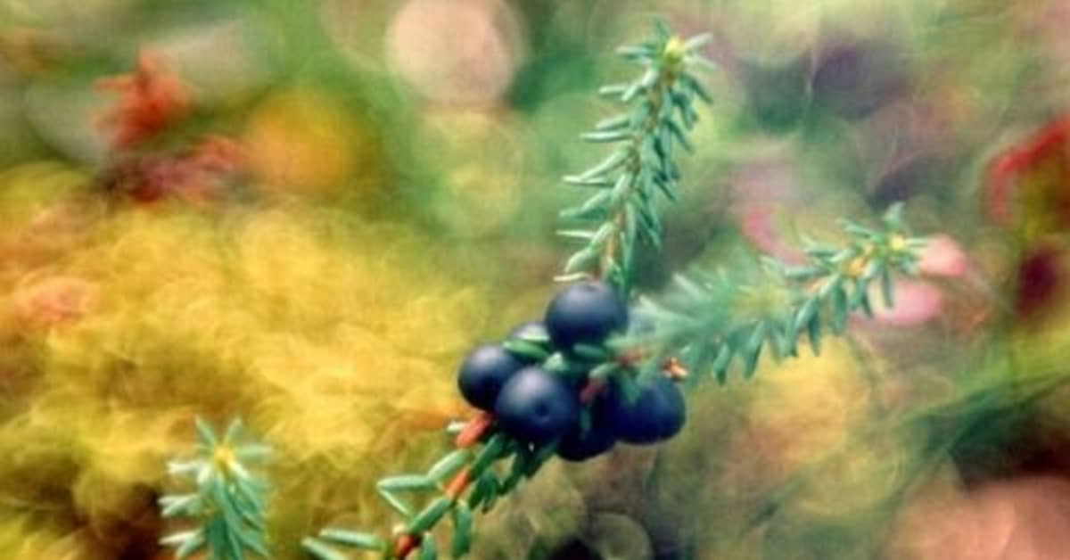 Variksenmarja on todellinen terveyspommi | Yle