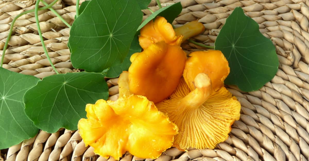 Kuivattu kanttarelli säilyy pitkään | Yle