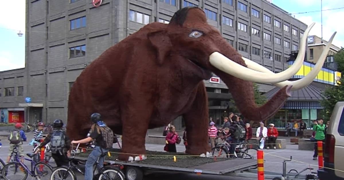 Mammutti saapui Vaasaan | Yle