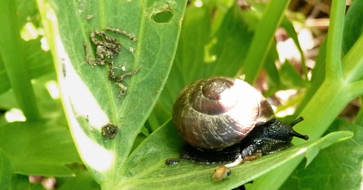 Lehtokotilo on etanan veroinen herkku | Yle