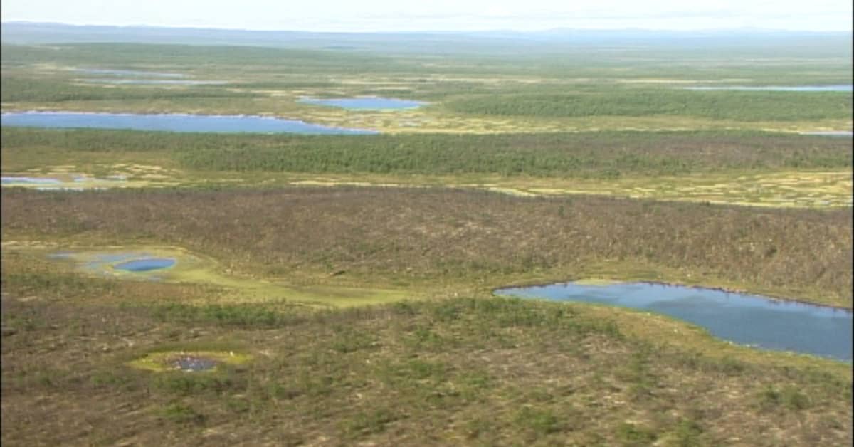Pieni mato muuttaa koko ympäristön pitkäksi aikaa | Yle