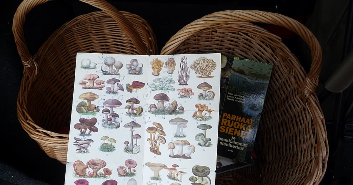 Vanha sieniopas voi olla hengenvaarallinen | Yle