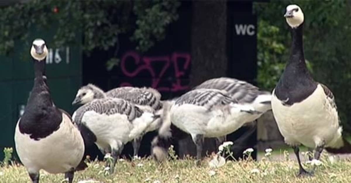 Barnacle Geese Flourish in Finland | Yle