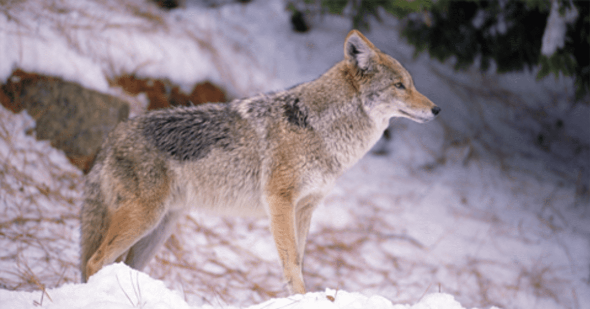 Pakkanen hidasti paliskuntien petojahtia | Yle