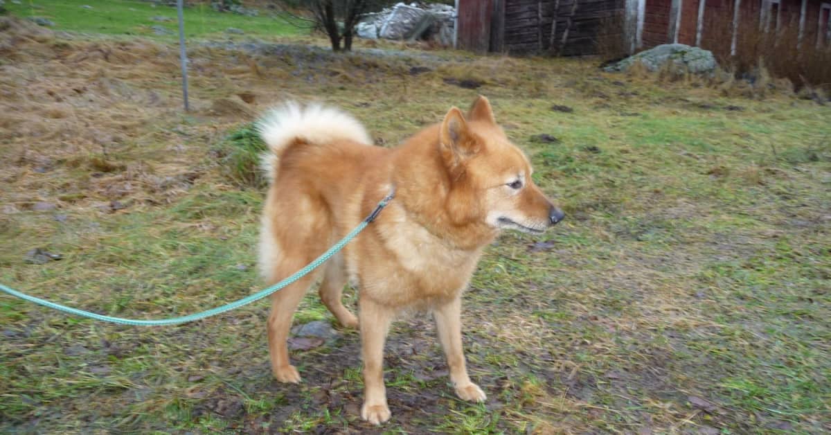 Suomenpystykorva kuuluu suomalaiseen pihapiiriin | Yle