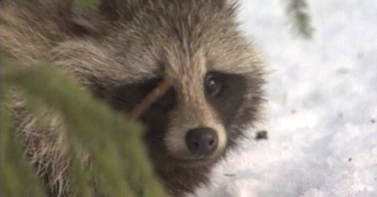 Supikoira yleistyy pohjoisessa | Yle