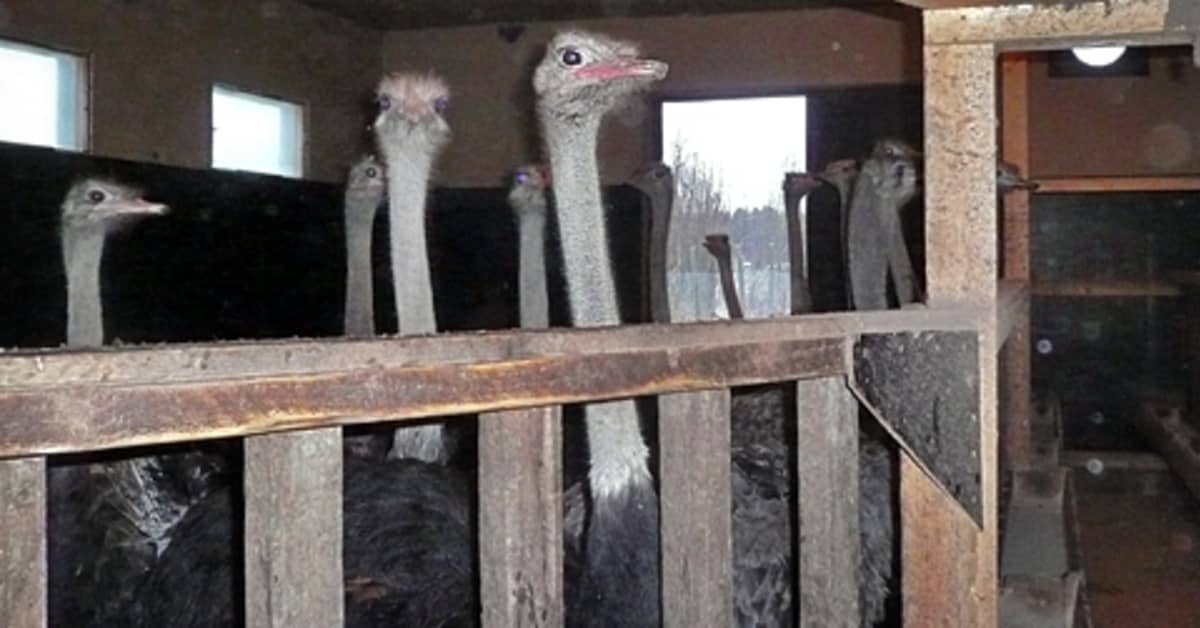 Strutsi ei pakkasesta rutkuta | Yle