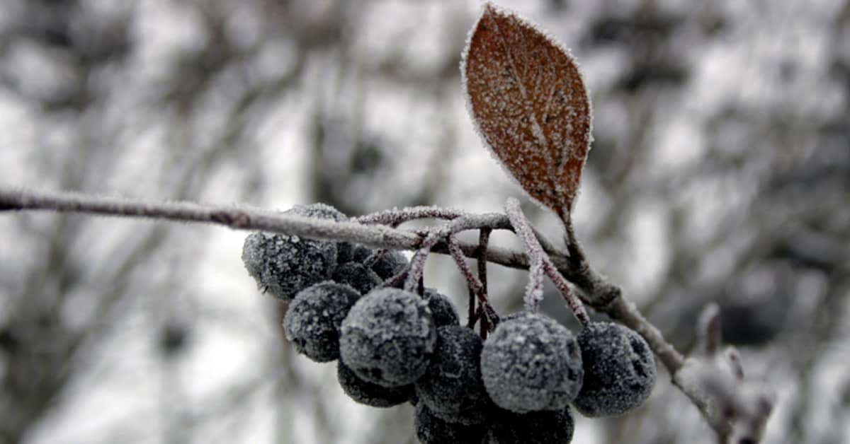 Terminen talvi myöhässä | Yle