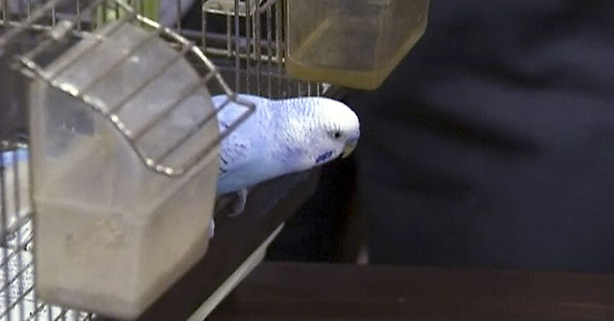 Eksynyt undulaatti pääsi kotiin kerrottuaan osoitteensa poliisille | Yle