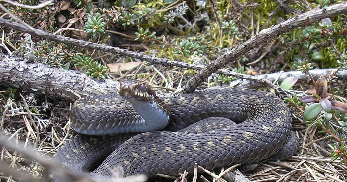 Kyyt syntyvät myrkyllisinä | Yle