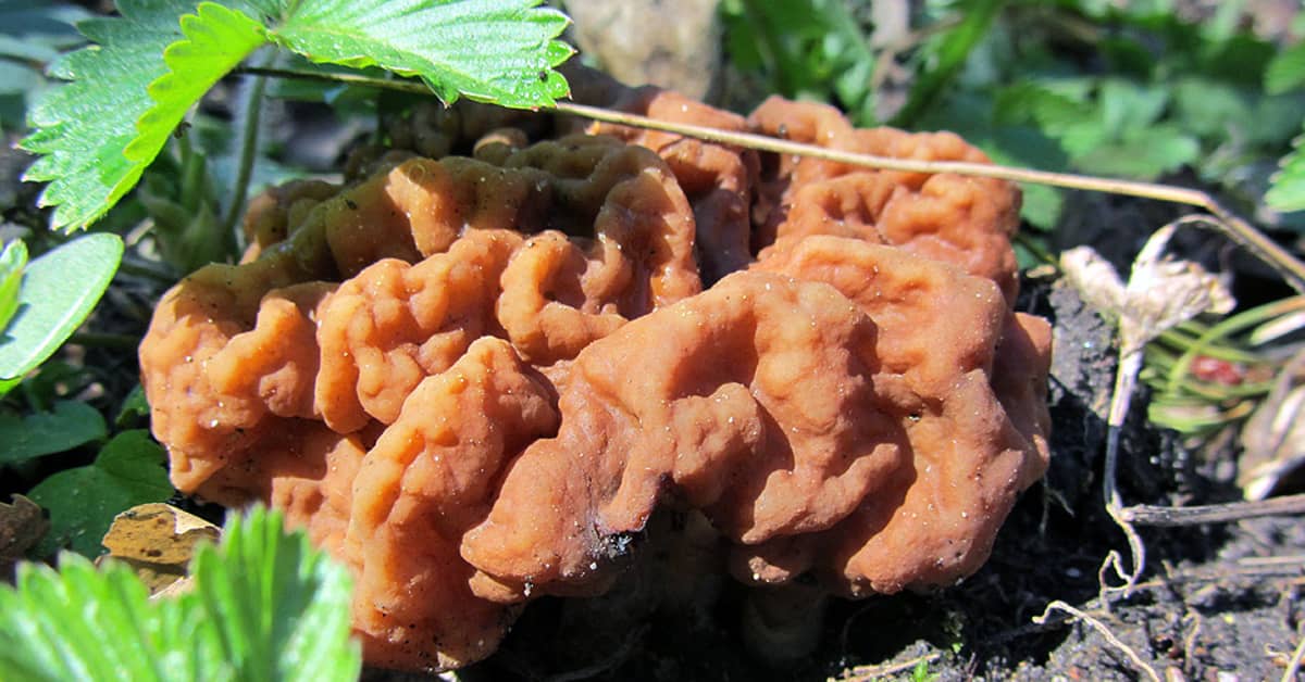 Korvasieni - metsien maukas mutta tappava tippaleipä | Yle