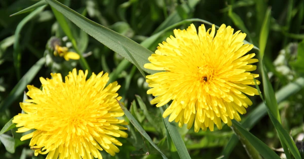 Voikukka taistelee viimeiseen siemeneen asti | Yle