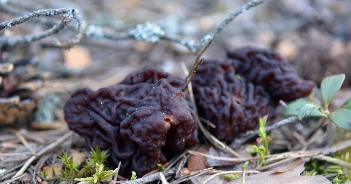 Korvasieni on kevään ensimmäinen tulokas | Yle