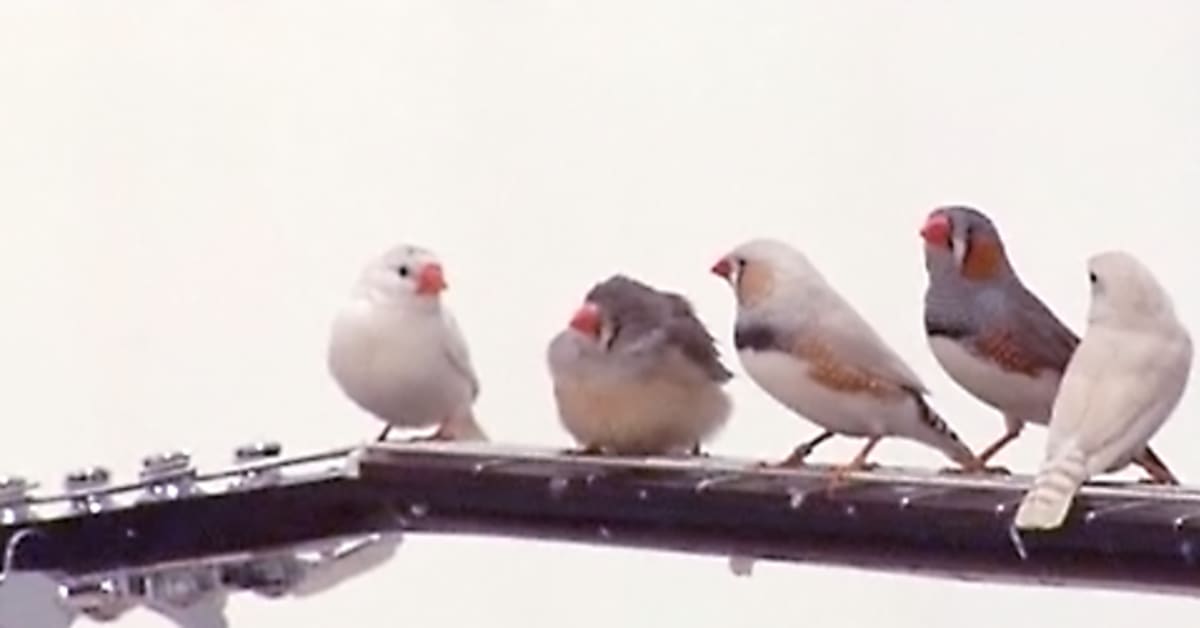 Peipot ryhtyvät heavy-muusikoiksi | Yle