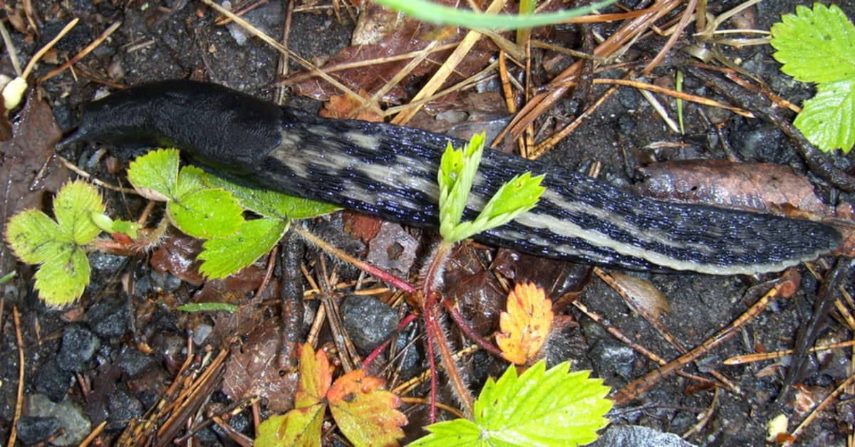 Vaaksan mittainen ukkoetana ihmetyttää | Yle