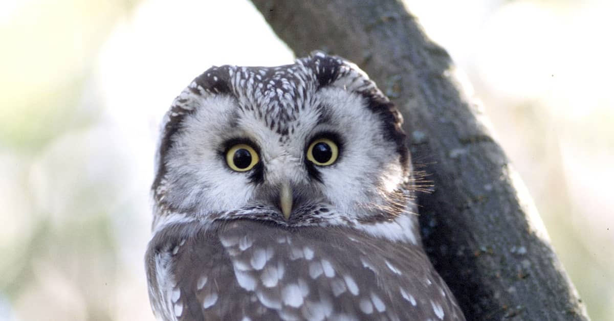 Huhuu – Pöllöpuhelin päivystää | Yle