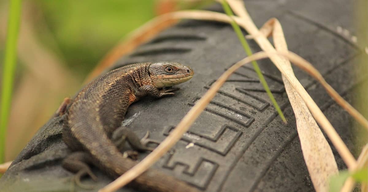 Kuvagalleria: Karvaton kurrevauva ja lämmittelevät liskot | Yle