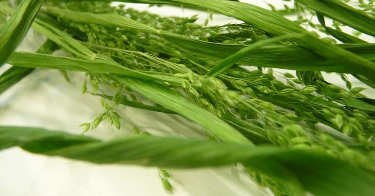 Tesma käy deodorantista | Yle