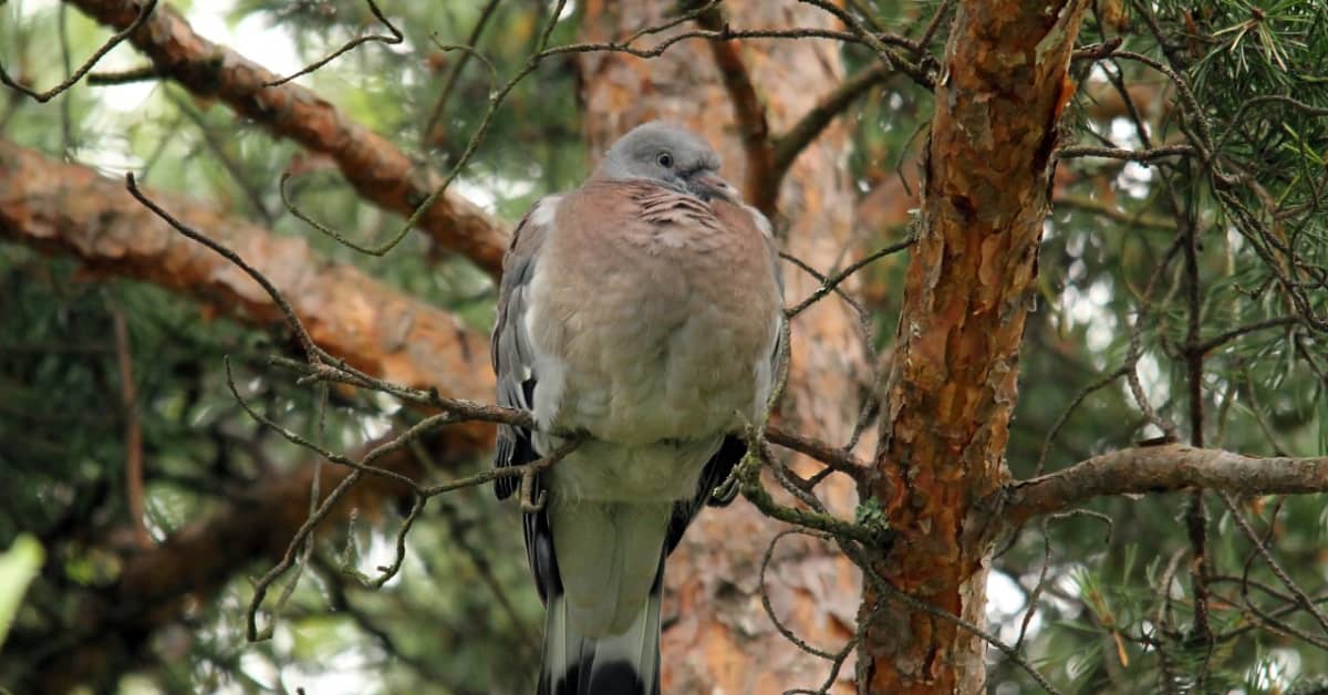 Sepelkyyhky löytyy nyt mustikasta | Yle
