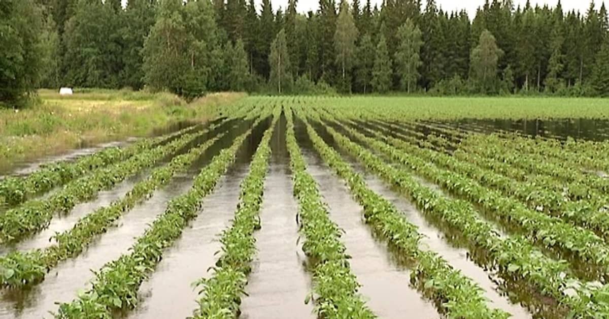 Poor potato crop could cause shortage | Yle