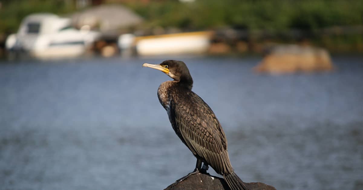 Merimetso sai tutkijoilta synninpäästön: Ammattikalastajien kuha- ja ...