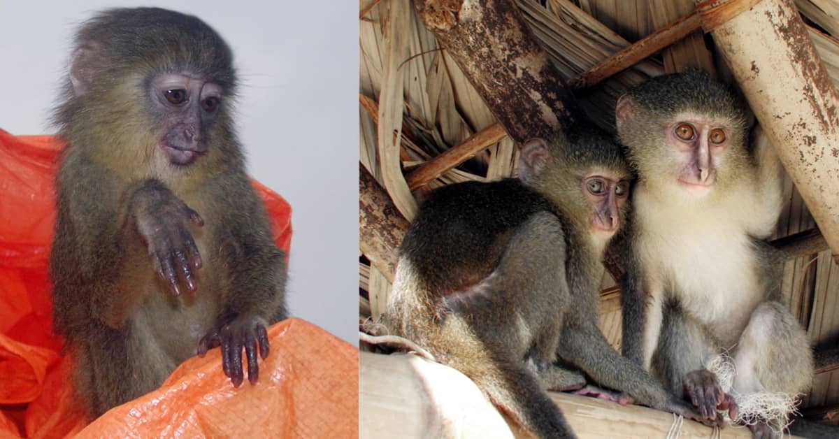 Afrikasta löytyi tuntematon marakattilaji | Yle