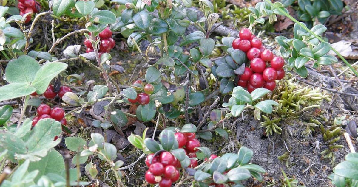Metsässä marjaa riittää | Yle