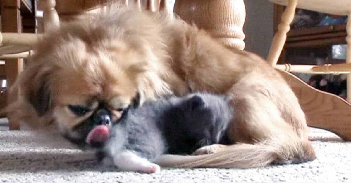 Koira adoptoi kissanpennun - katso hellyttävä video | Yle