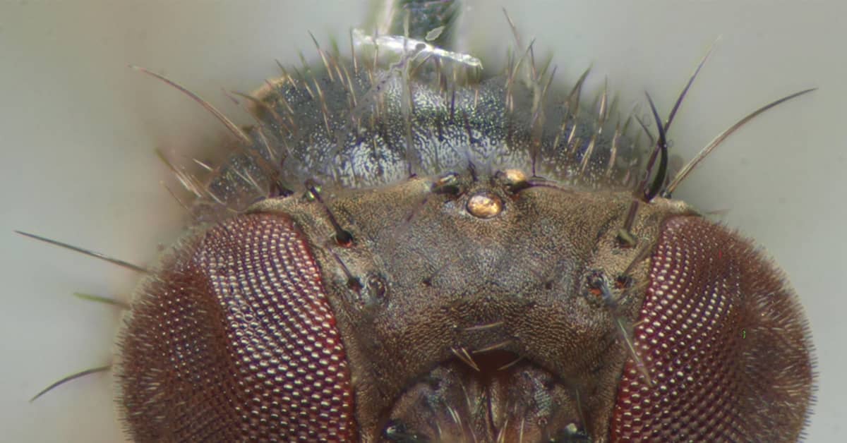 Åland Islands yield rare insect species | Yle