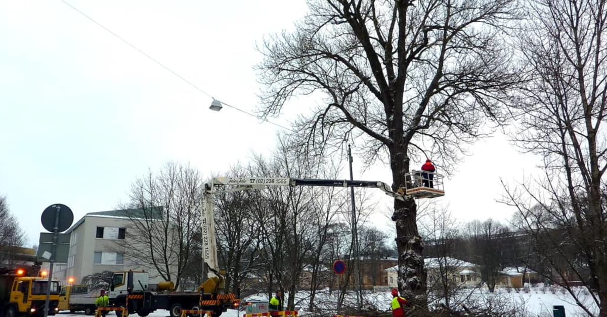 Tsaarinaikainen poppeli pätkittiin Aurajoen rannasta | Yle