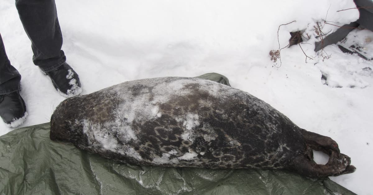 New sanctuaries for world's rarest seals in Finnish lake district | Yle