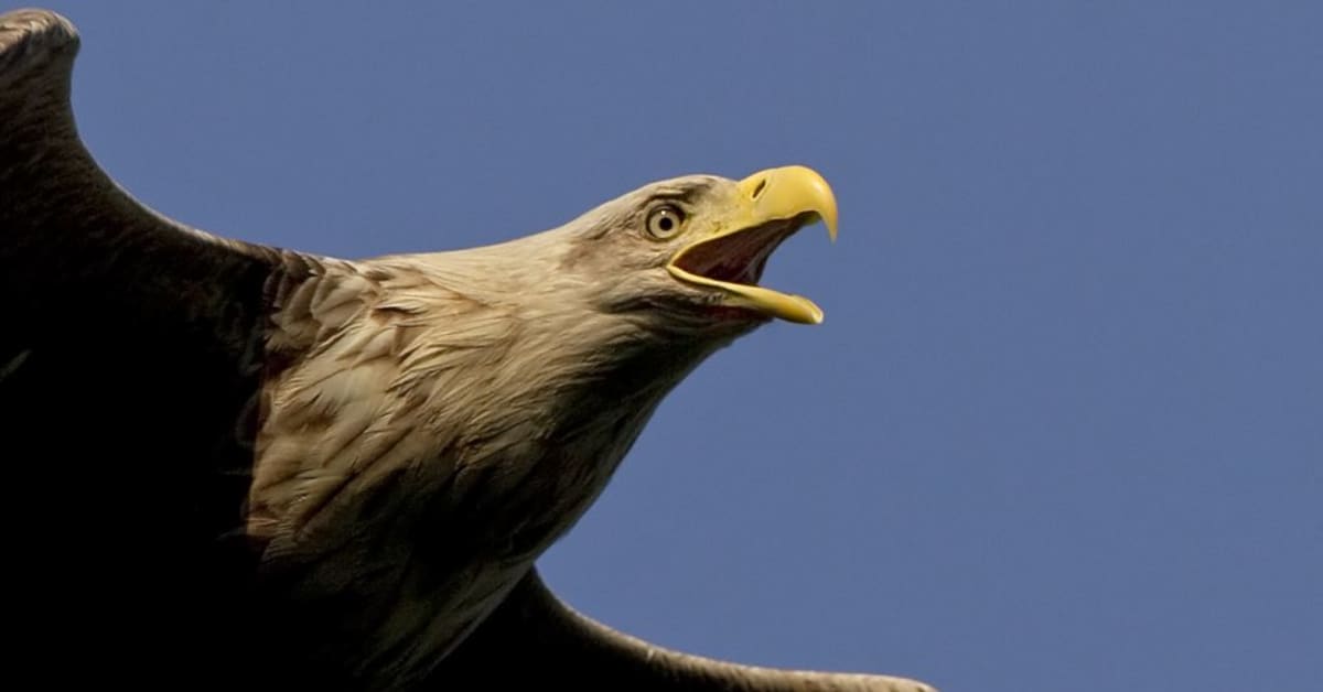 Suomen merikotka pelastui kuin ihmeellä | Yle