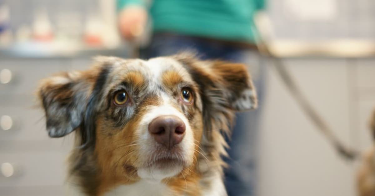 Uusia koiria tarvitaan verenluovuttajiksi – koirien veripankkiin tiukka ...