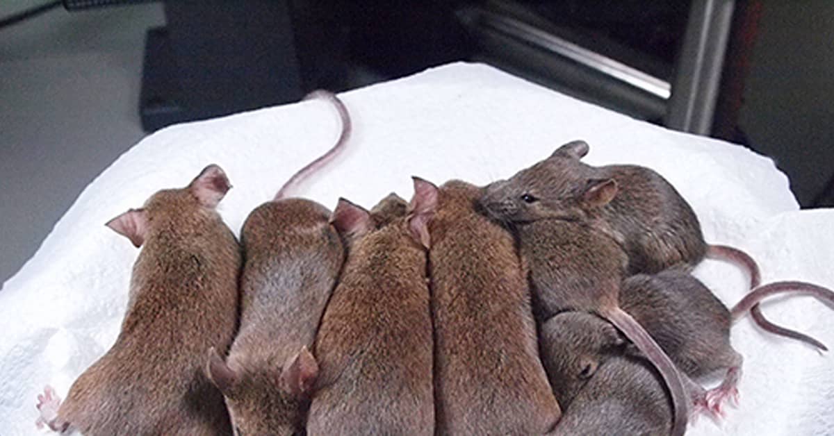 Tutkijat yrittävät kloonata hiiren karvasta ja ulosteista | Yle