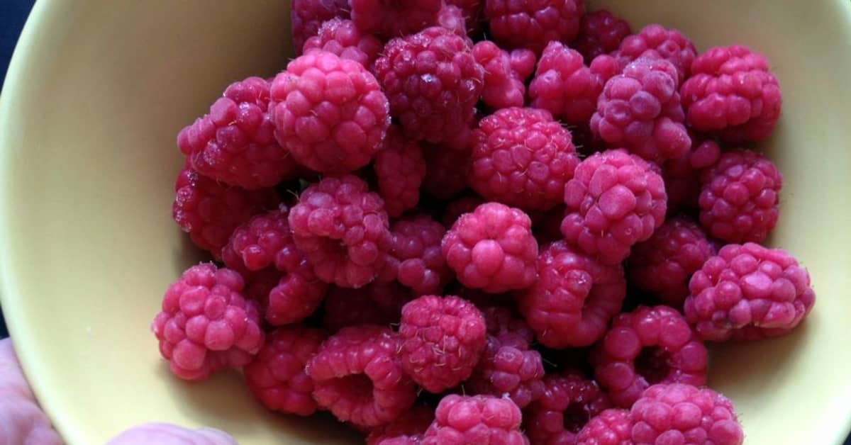 Kotimaisia A-hepatiittitapauksia Pirkanmaalla – pakastemarjat tartunnan ...