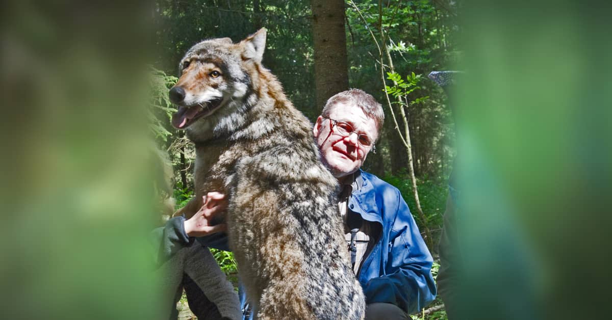 Elävä peto tuo rahaa? | Yle