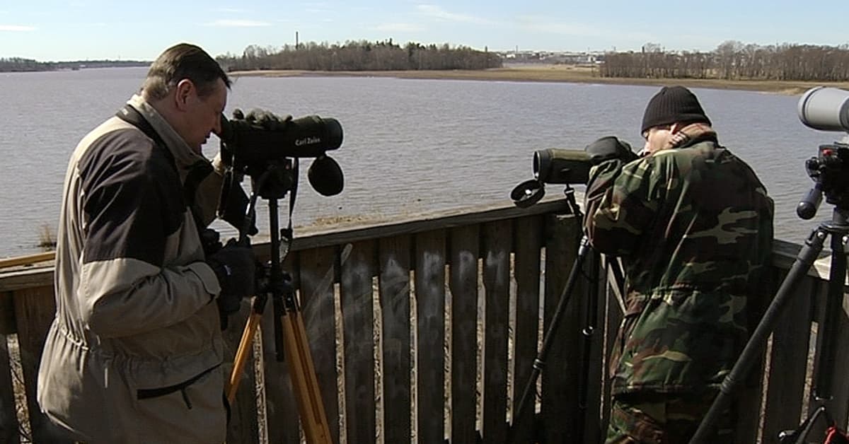 Top birding team spots 115 species at southern tip | Yle