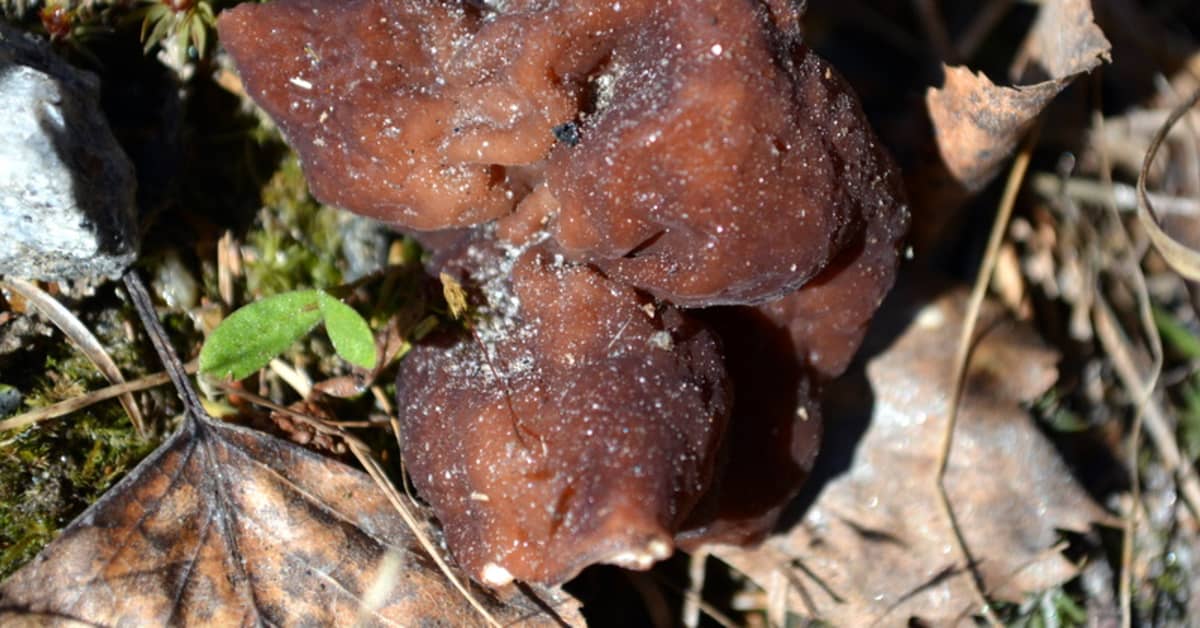 Myöhästynyt korvasienisato on tänä vuonna lyhyt ja nopea | Yle