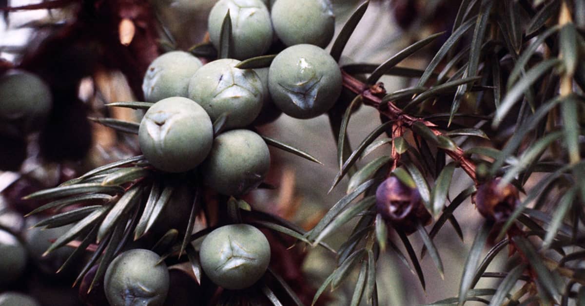 Katajanmarja on oikeasti käpy – koskeeko jokamiehenoikeus sitä silti? | Yle